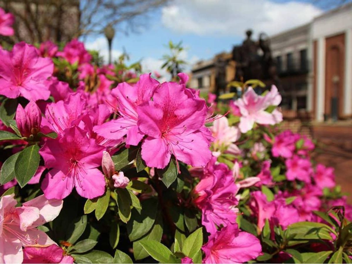 Visit the Azalea Trail in March. - CultureMap Austin