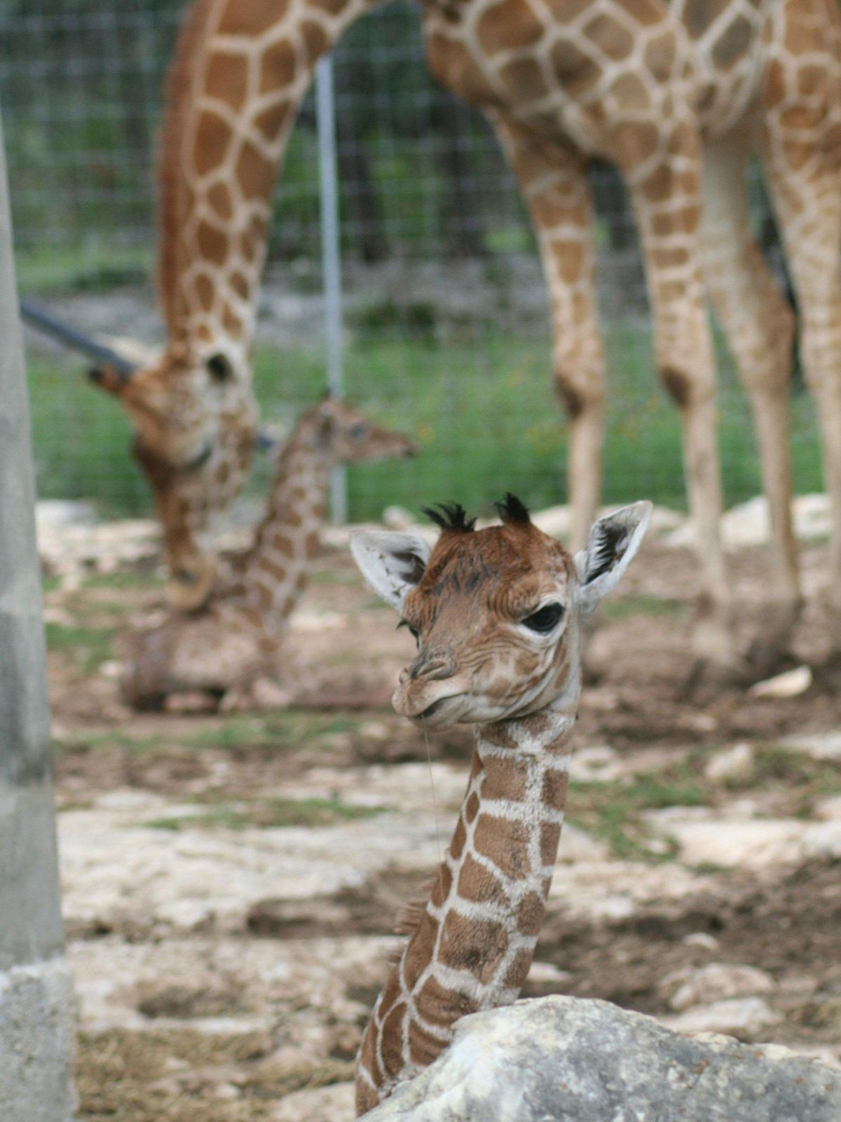 The twin giraffes were born on May 10. - CultureMap Austin