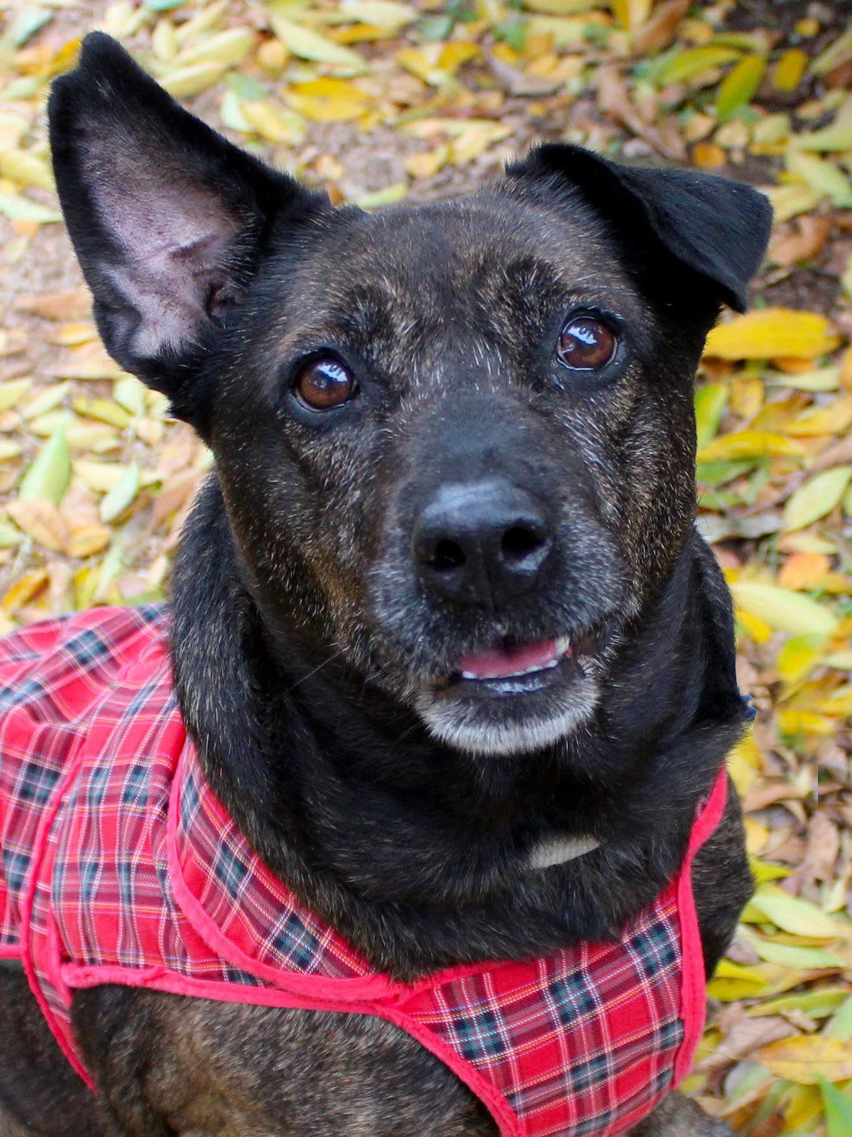 Sheeba is ready for a forever home to have some fun in. - CultureMap Austin
