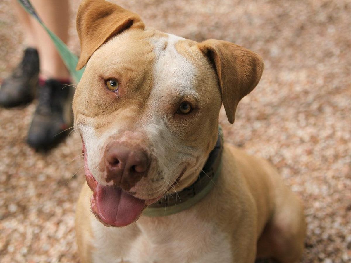 The smart and playful Romeo is the perfect match for anyone with an ...