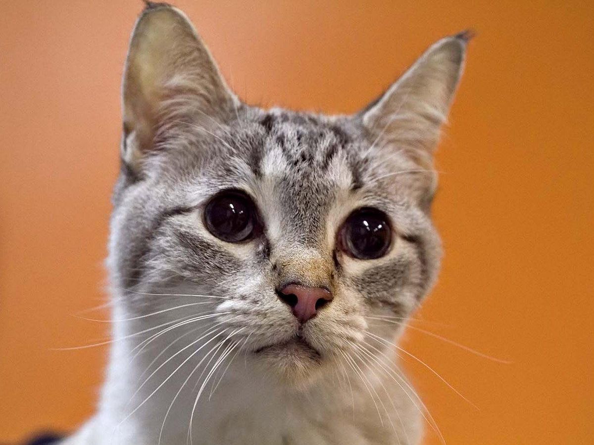 Marlin is the magical cat looking for a purrfect place to call home ...