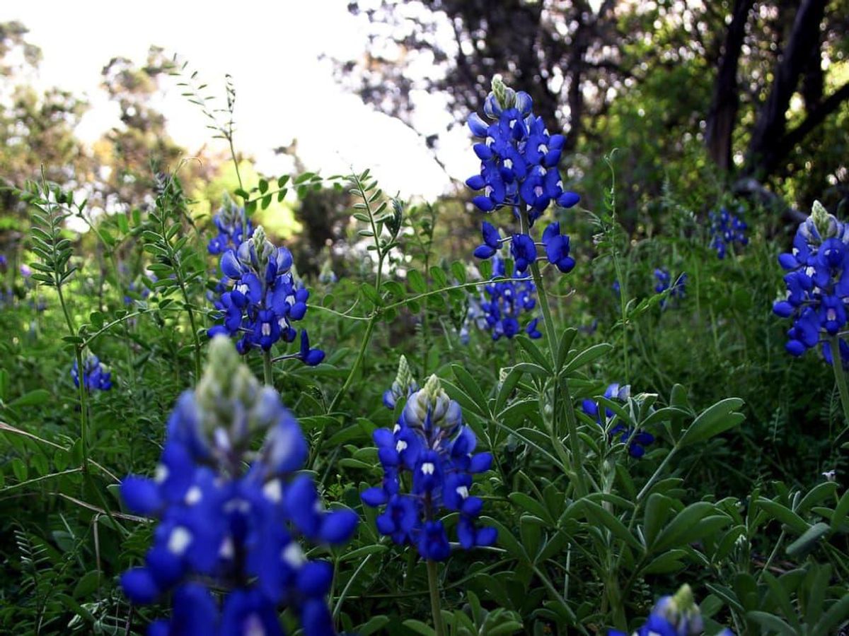 Bluebonnets are best planted in October, but there's still time to get ...