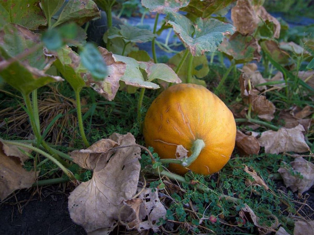Not as large or numerous as in past seasons, Israeli melons produced a ...