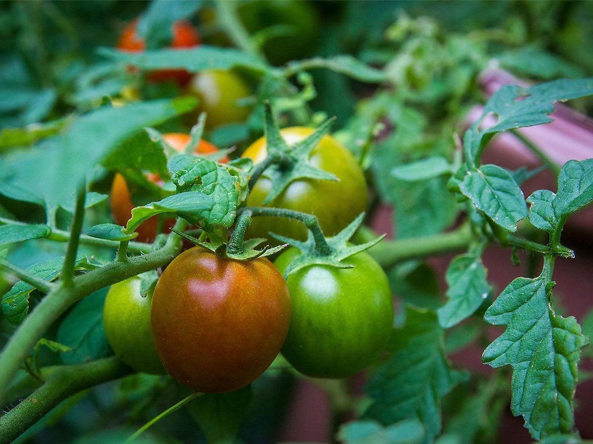 Punta Banda tomatoes grow in a large pot on Marshall Hinsley's farm ...
