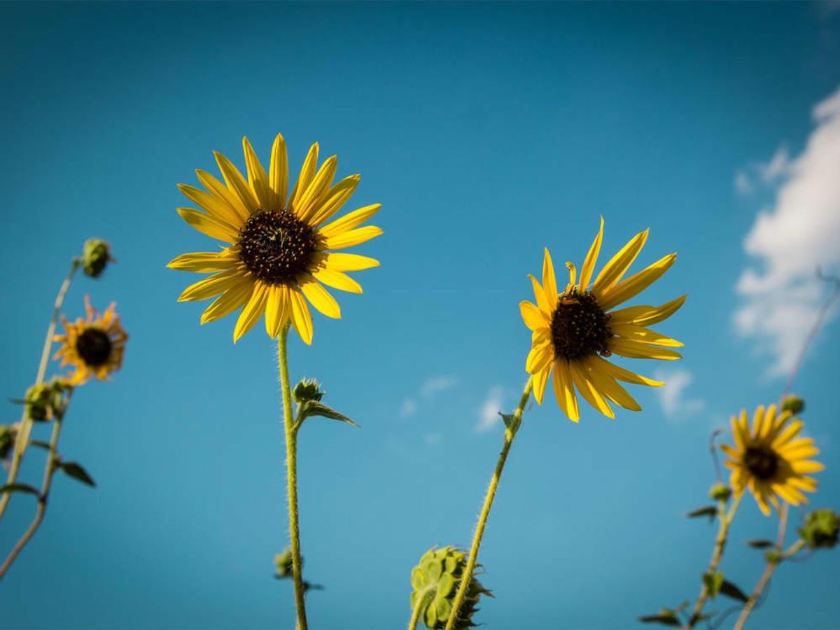 After weird weather in the spring of 2015 disrupted the season's ...