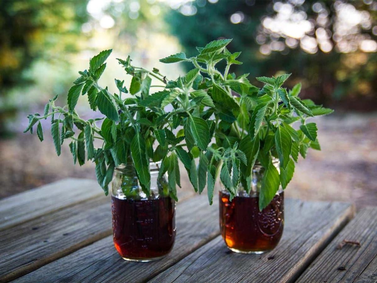 Stem cuttings of holy basil root in a solution of water and seaweed ...