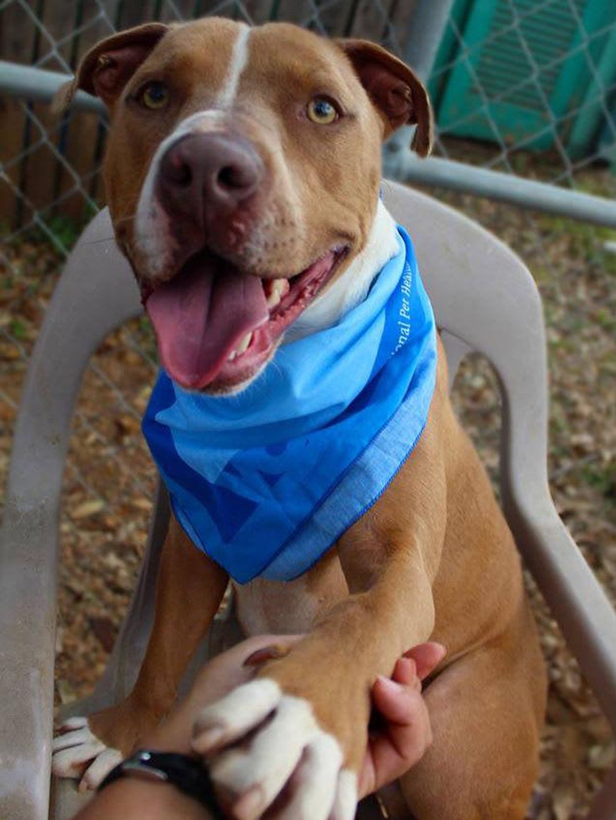 Hans may have the body of a beefhead, but this strong pup is extremely ...