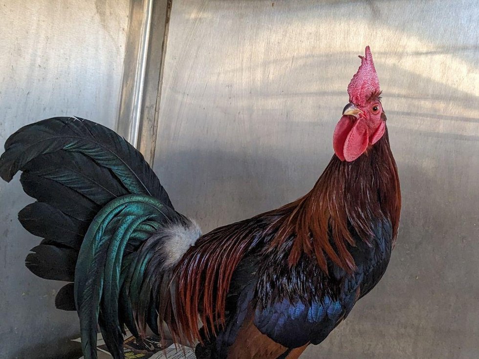 Tool & Tack: Austin and Portland collaborate to make 'the modern ...