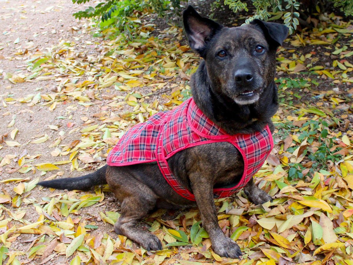 Bring home Sheeba and let the fun begin. - CultureMap Austin